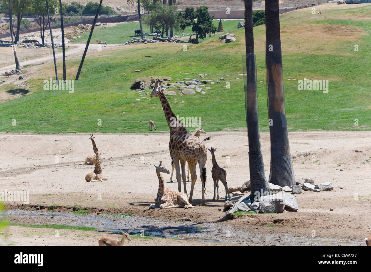 Giraffe (Giraffa Camelopardalis Stock Photo - Alamy