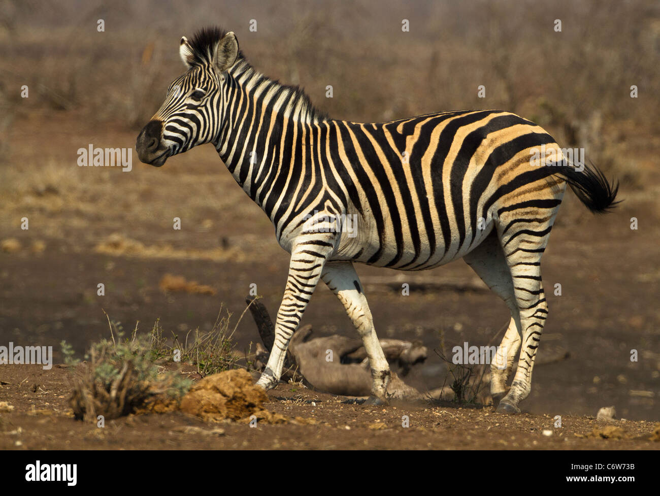 Zebra walking hi-res stock photography and images - Alamy