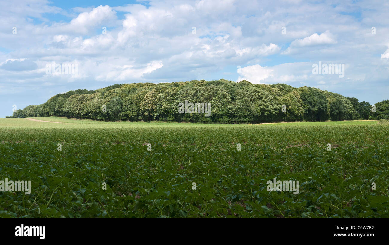 Wooded copse hi-res stock photography and images - Alamy