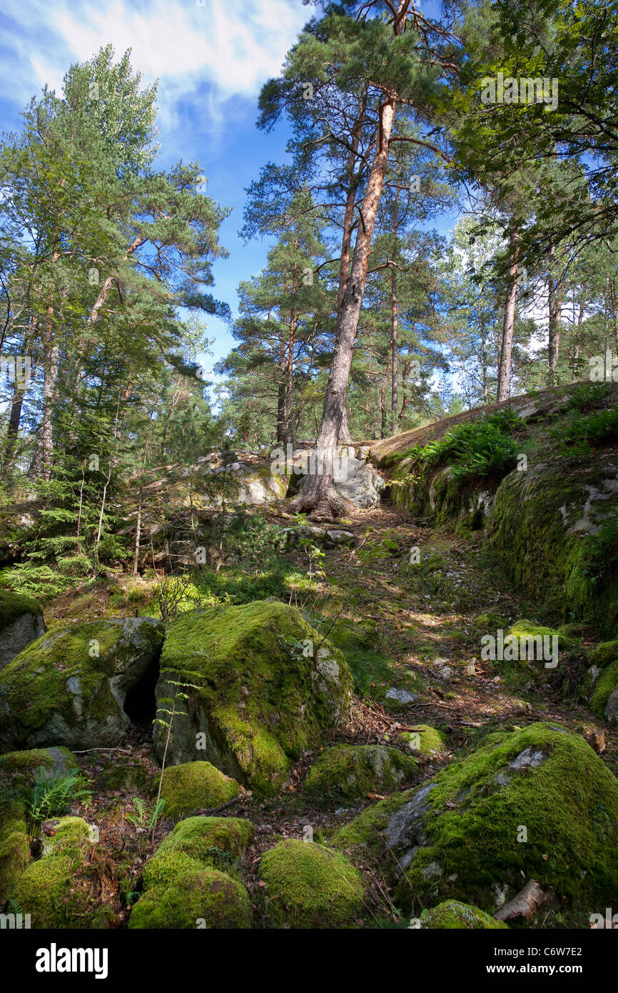Swedish forest hi-res stock photography and images - Alamy