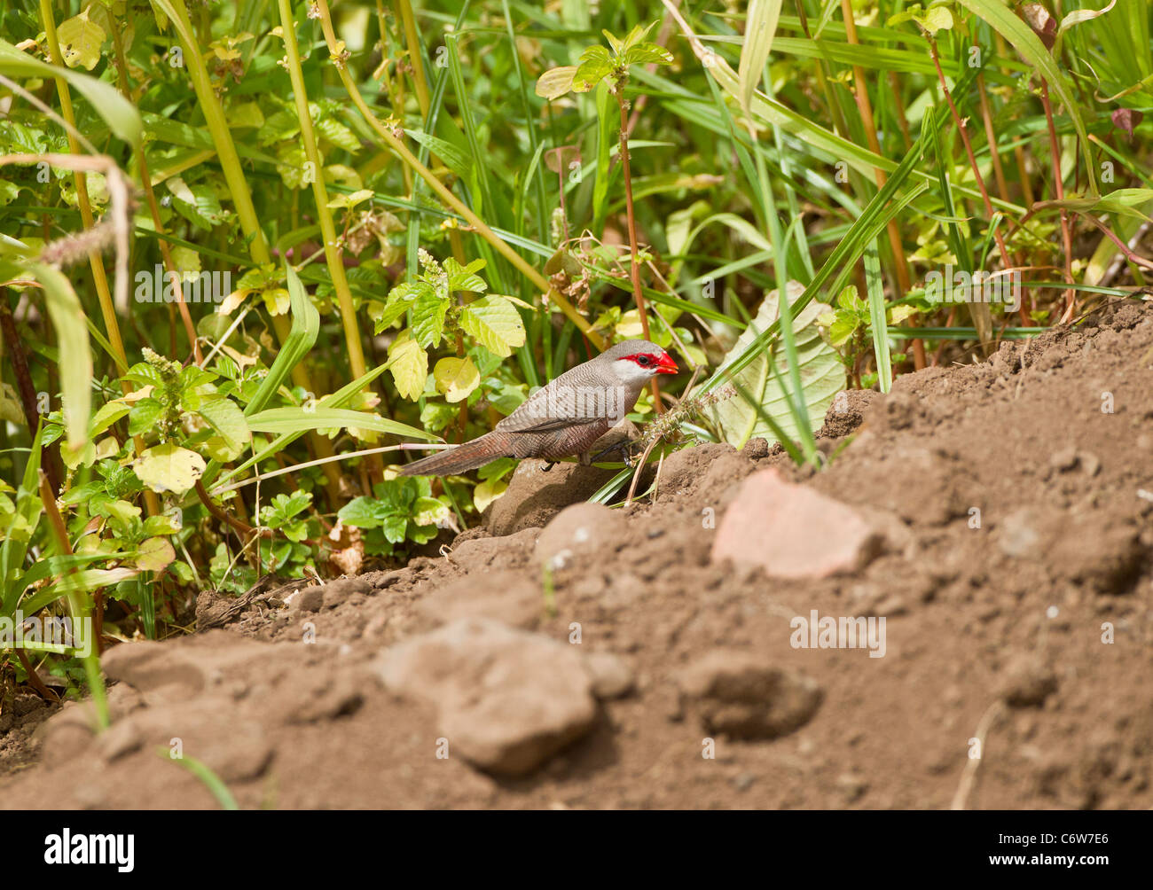 Waxbill Estrilda astrild normally from Africa but now breeding locally ...