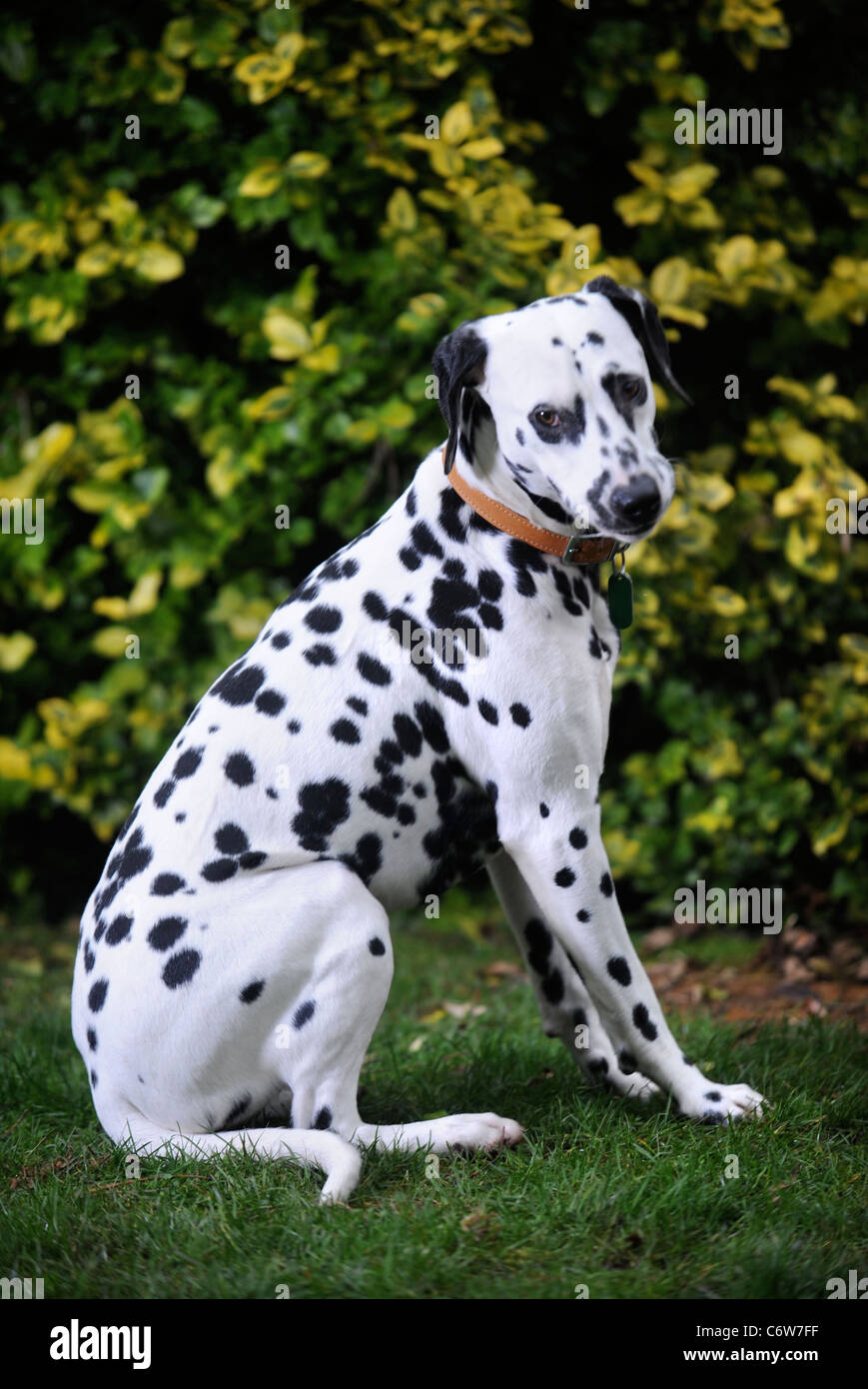 Dalmation spots hi-res stock photography and images - Alamy