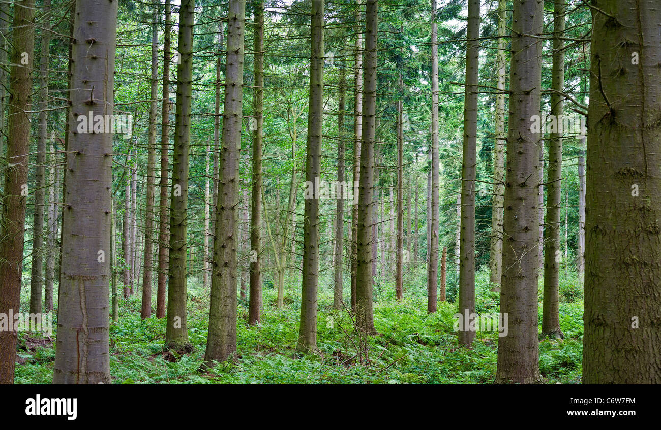 Pine wood coniferous trees hi-res stock photography and images - Alamy