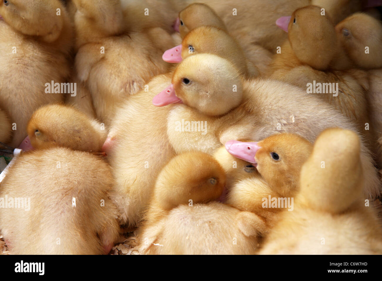 Little yellow ducky hi-res stock photography and images - Alamy