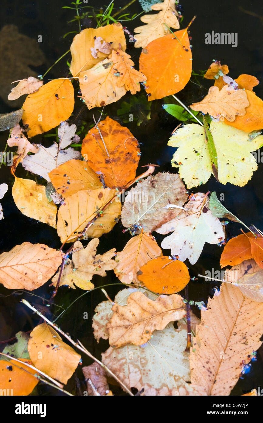 Selection of Various Autumn Leaves Floating in Woodland Stream Stock ...
