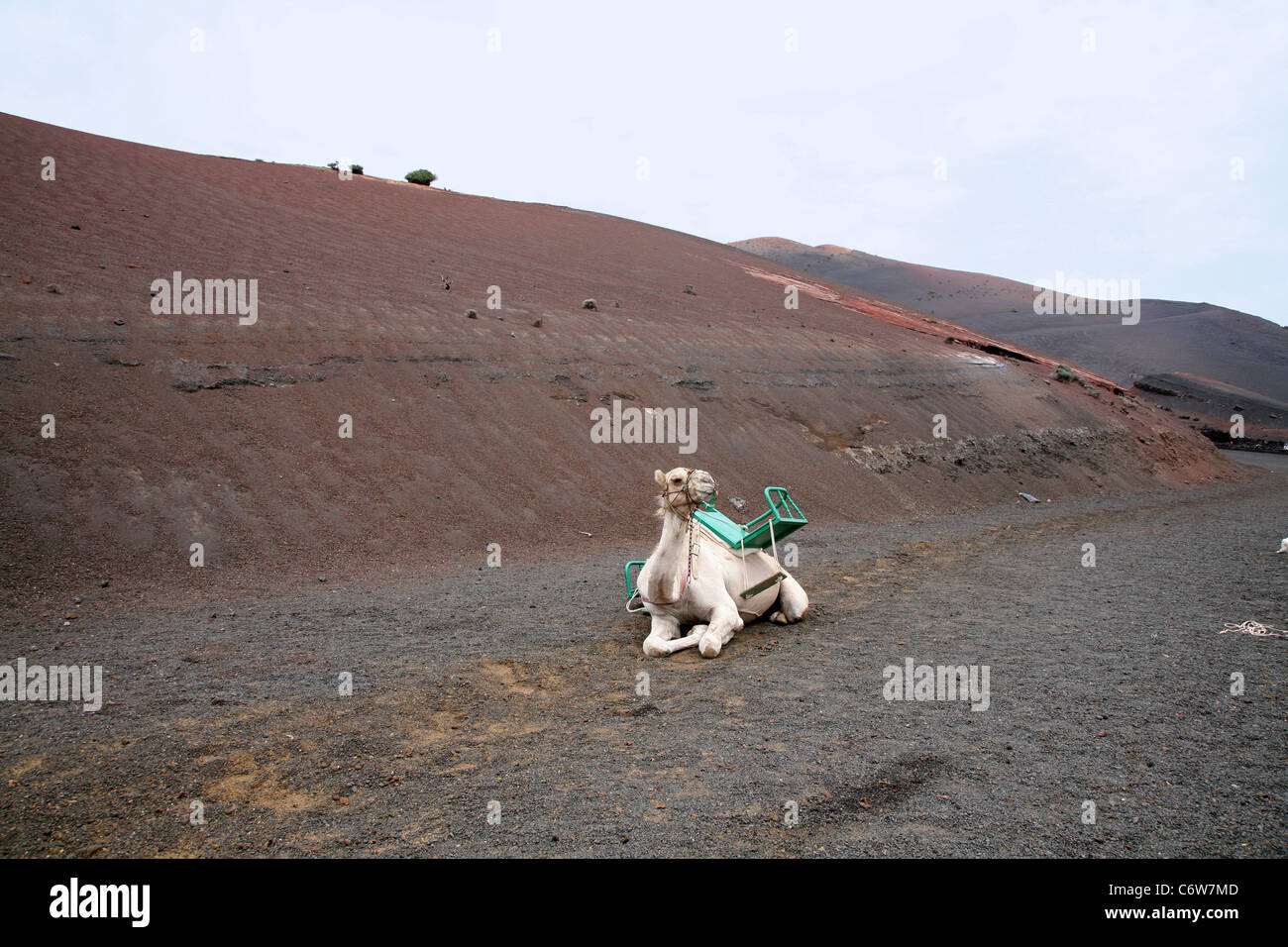 Camel halter hi-res stock photography and images - Alamy