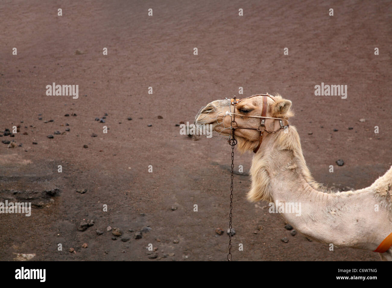 Camel with halter hi-res stock photography and images - Alamy