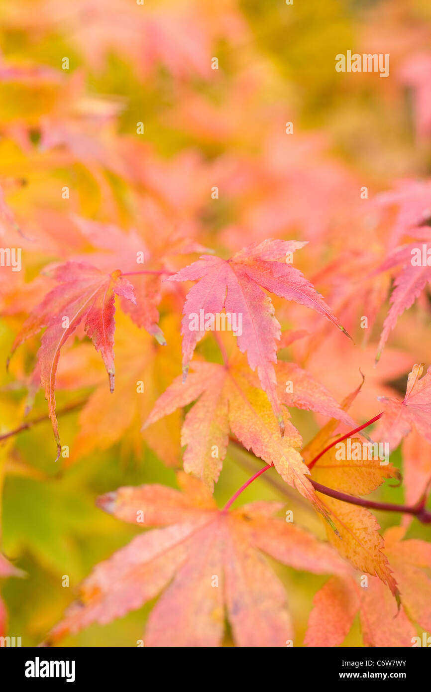 Japanese maple leaves hi-res stock photography and images - Alamy