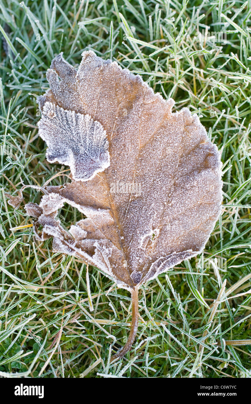 Frosted Hazel Leaves on Lawn Stock Photo - Alamy