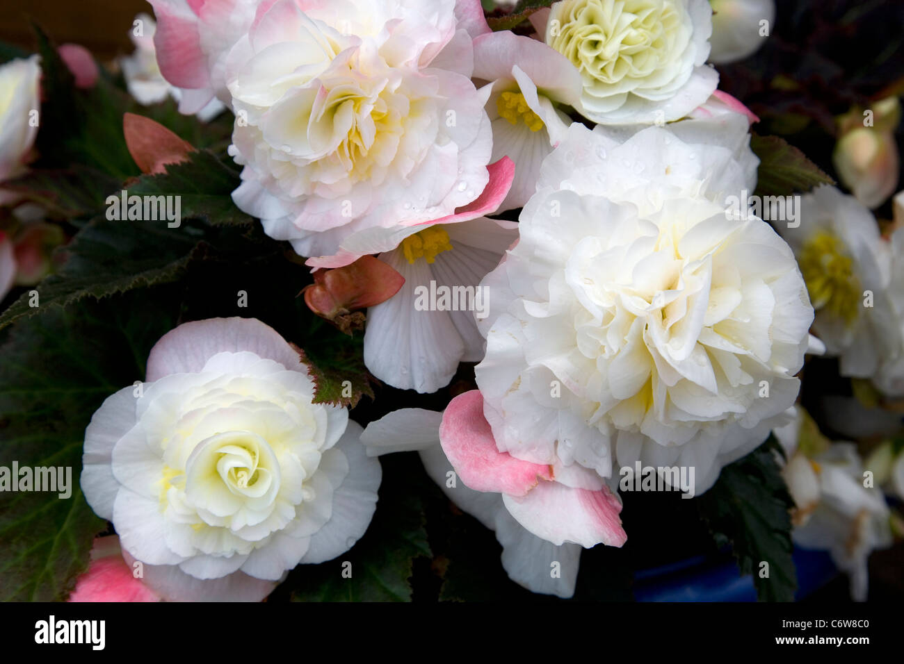White begonia semperflorens hi-res stock photography and images - Alamy