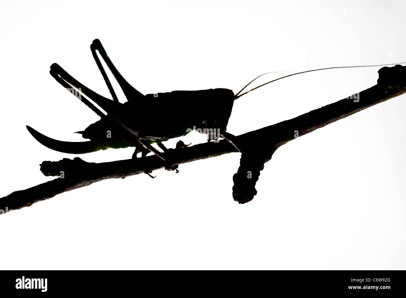 Cricket insects hi-res stock photography and images - Alamy