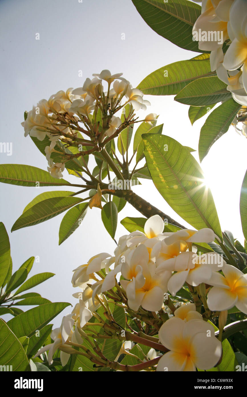 Frangi pani tree hi-res stock photography and images - Alamy