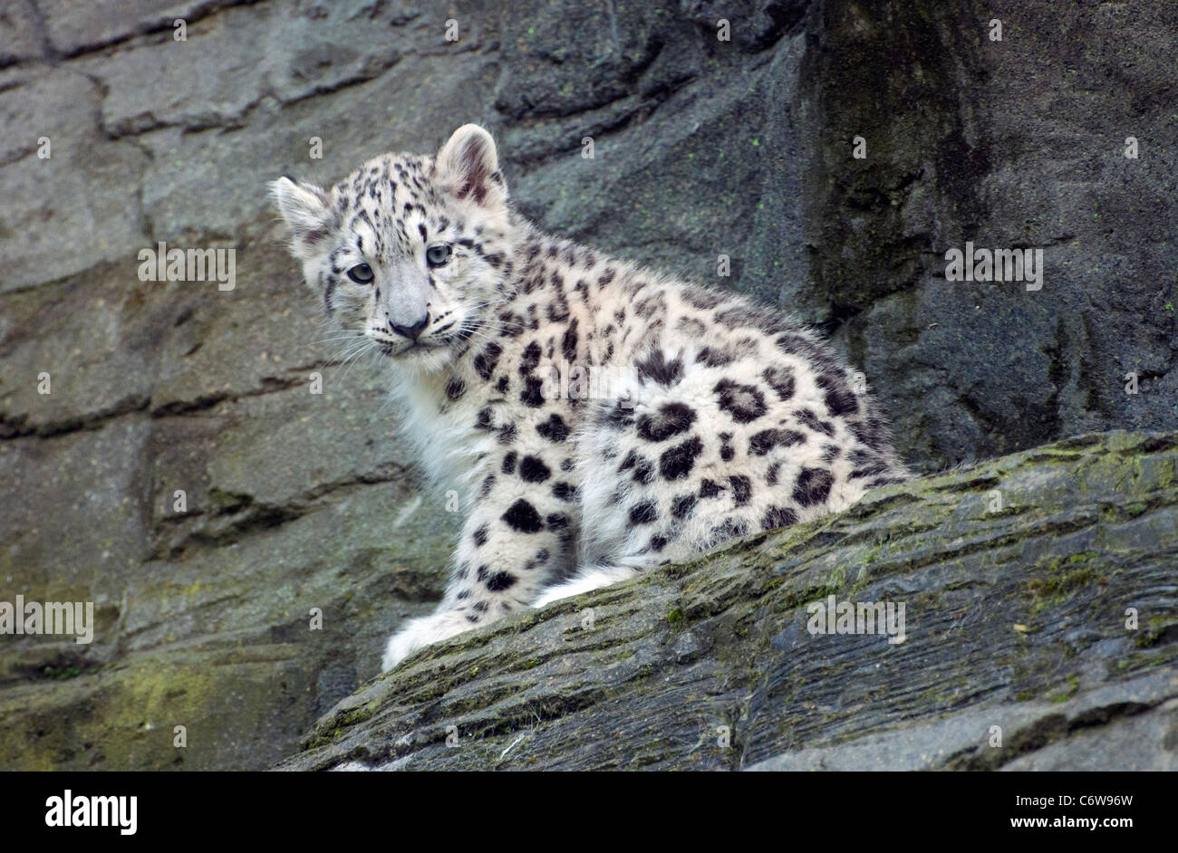 Male snow leopard cub Stock Photo - Alamy