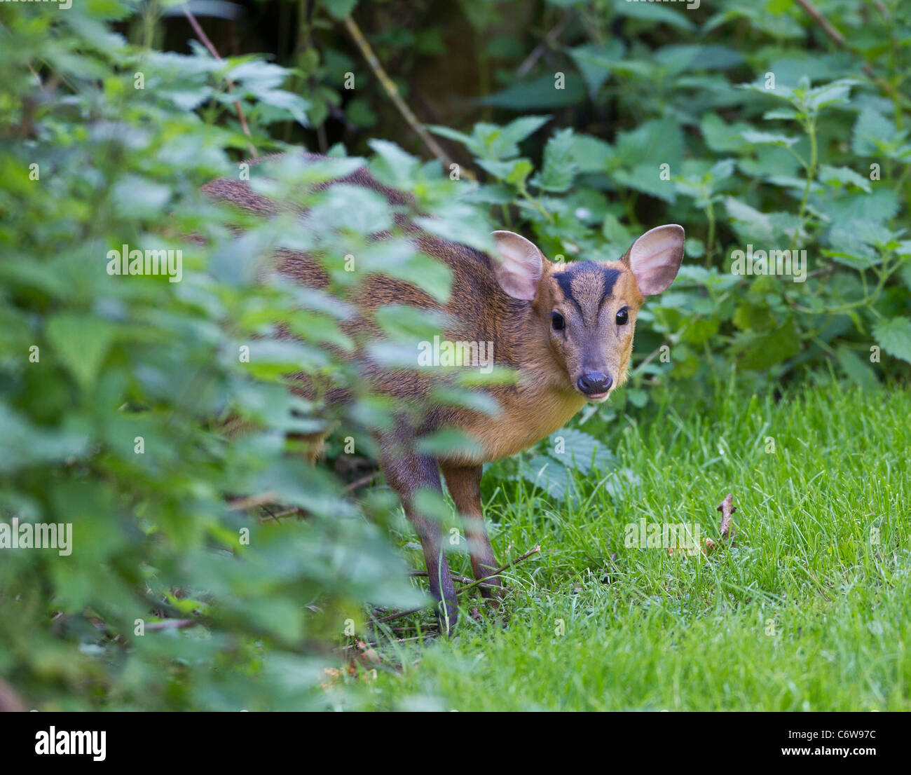 Baby muntjac called barking deer hi-res stock photography and images ...