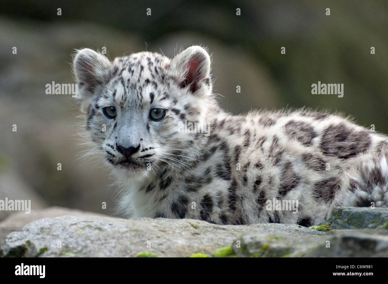 Male snow leopard cub Stock Photo - Alamy
