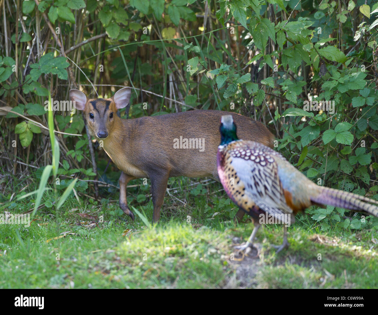 Baby Muntjac also called Barking Deer Muntiacus reevesi as small as a ...