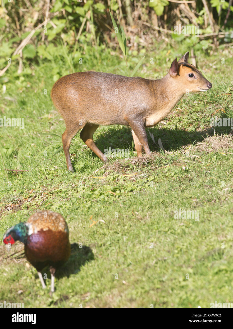 Baby Muntjac also called Barking Deer Muntiacus reevesi as small as a ...