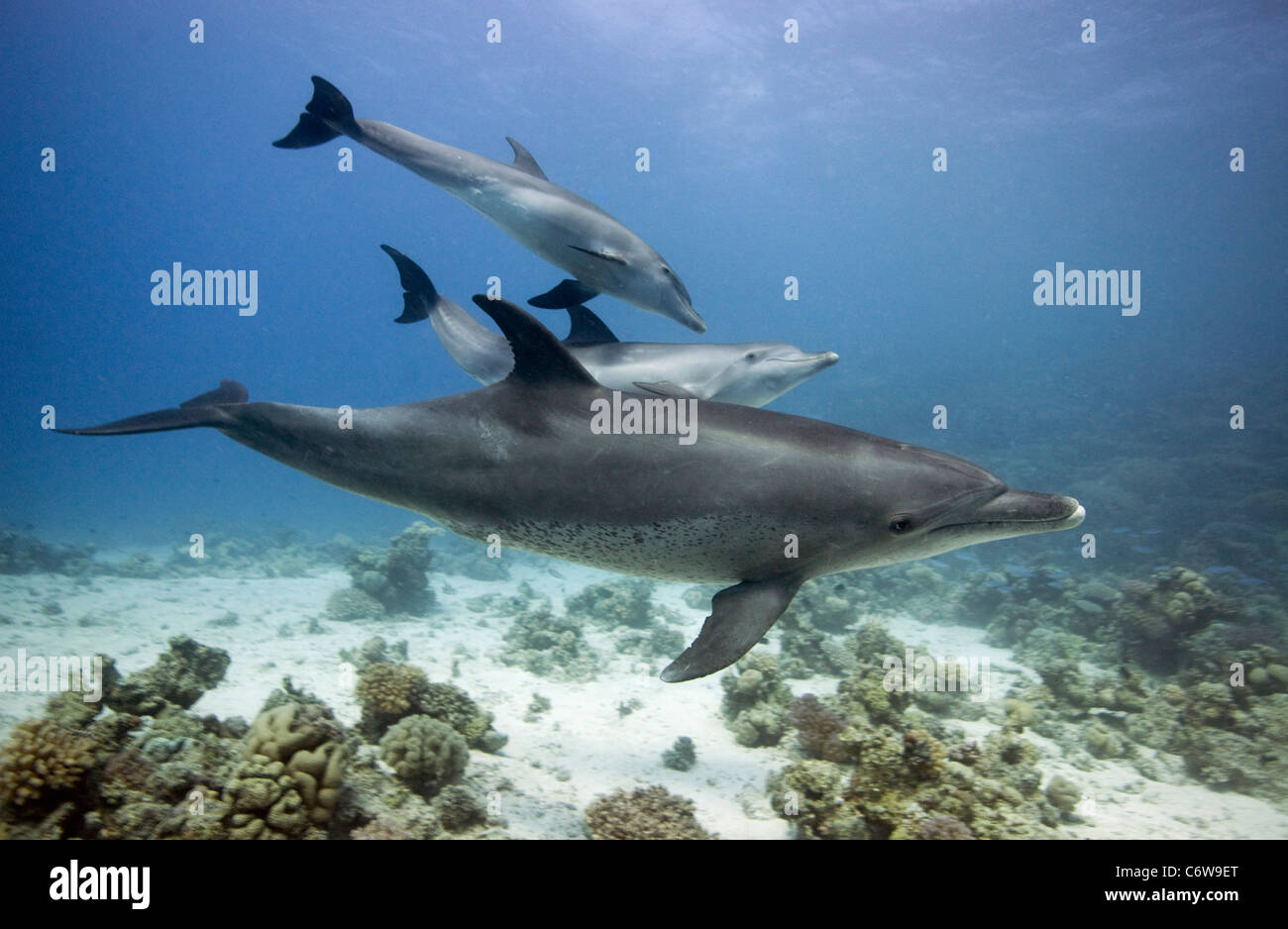 Flipper the dolphin hi-res stock photography and images - Alamy