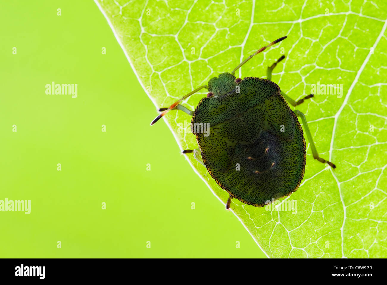 Green Shield Bug nymph resting on underside of a leaf Stock Photo - Alamy