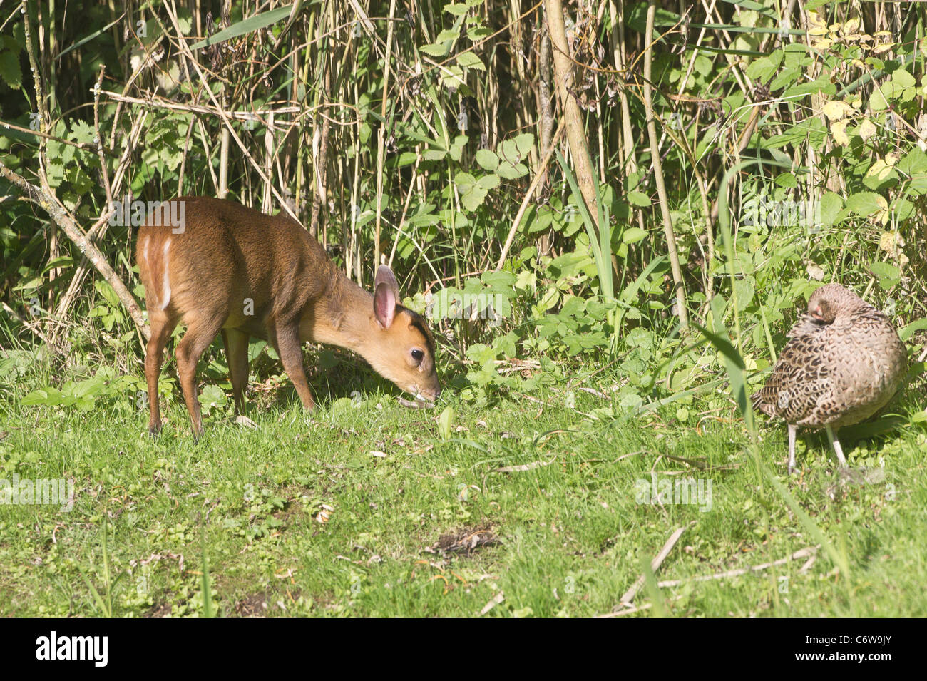 Baby Muntjac also called Barking Deer Muntiacus reevesi as small as a ...