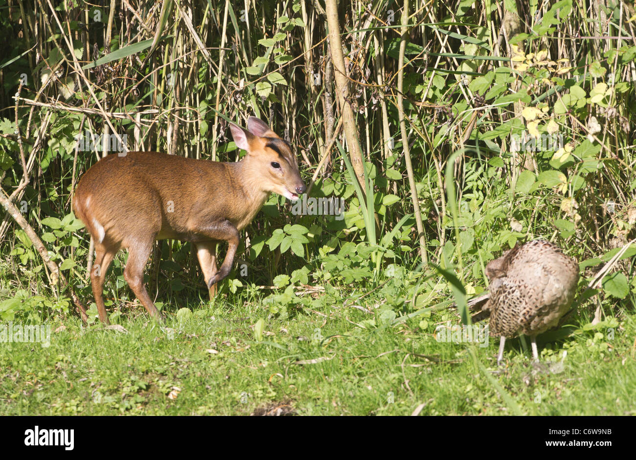 Baby Muntjac also called Barking Deer Muntiacus reevesi as small as a ...