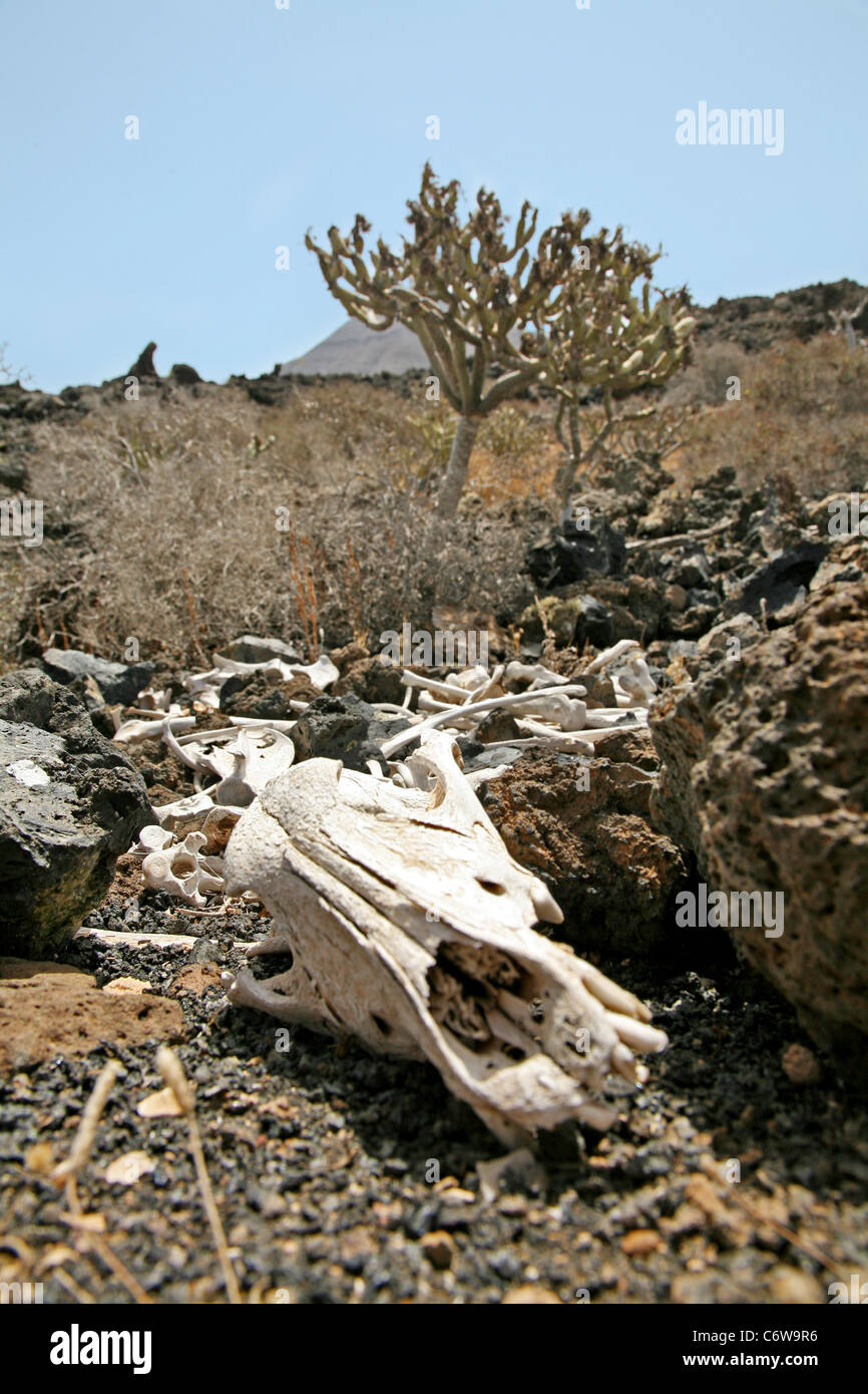 Camel bone hi-res stock photography and images - Alamy