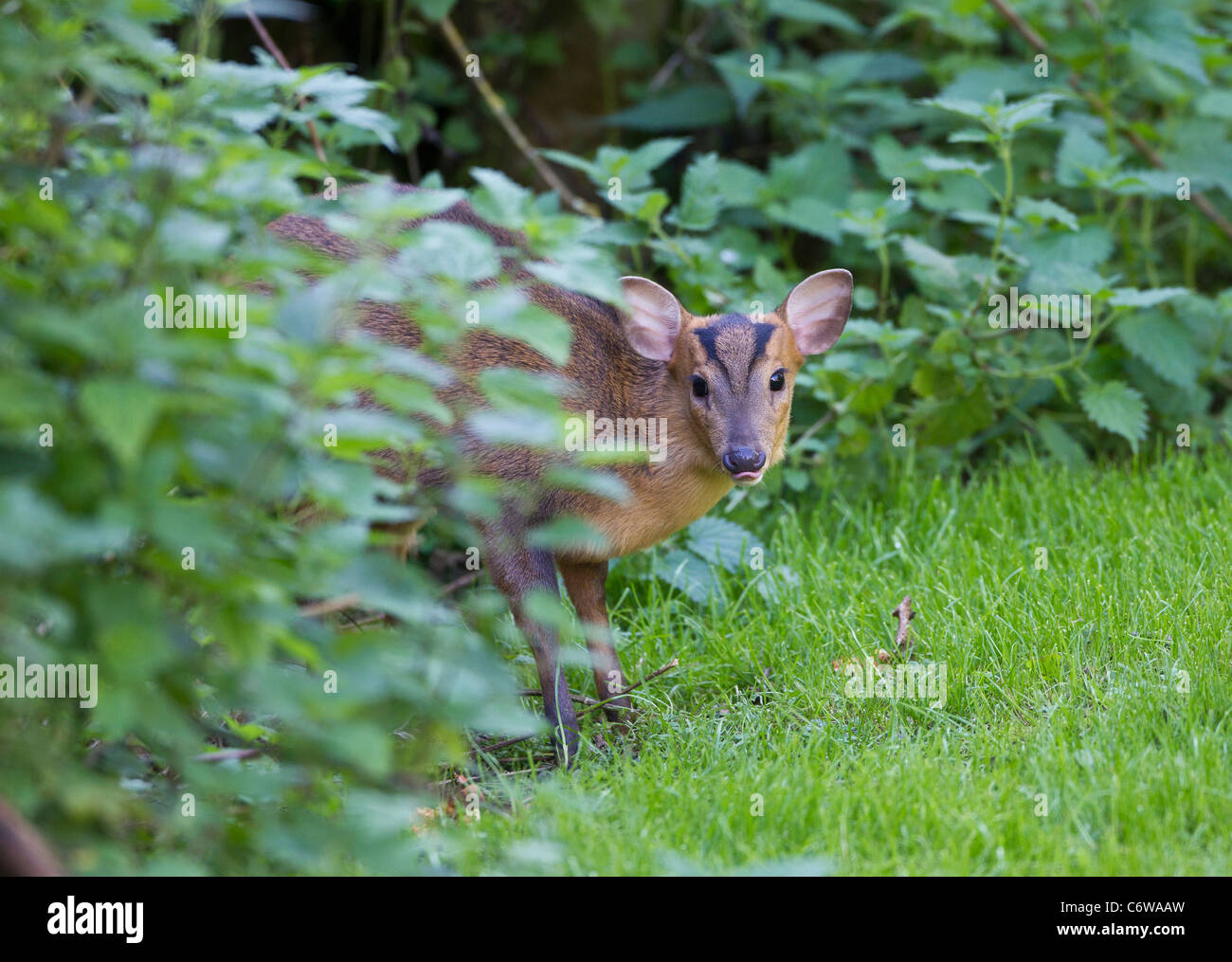 Baby Muntjac Muntiacus reevesi feeding on apples Oxfordshire Stock ...