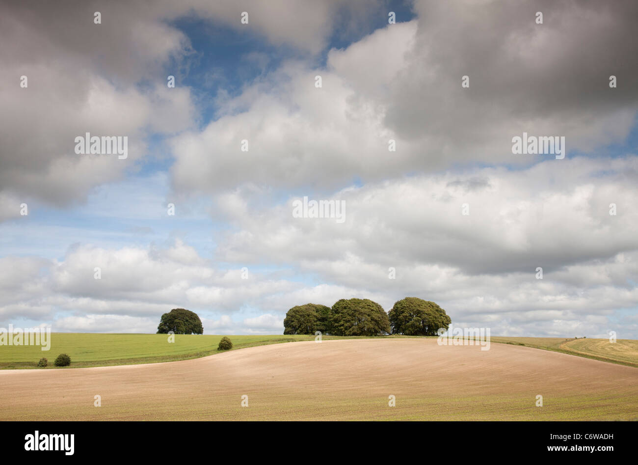 Wiltshire summer landscape with copse of trees Stock Photo - Alamy