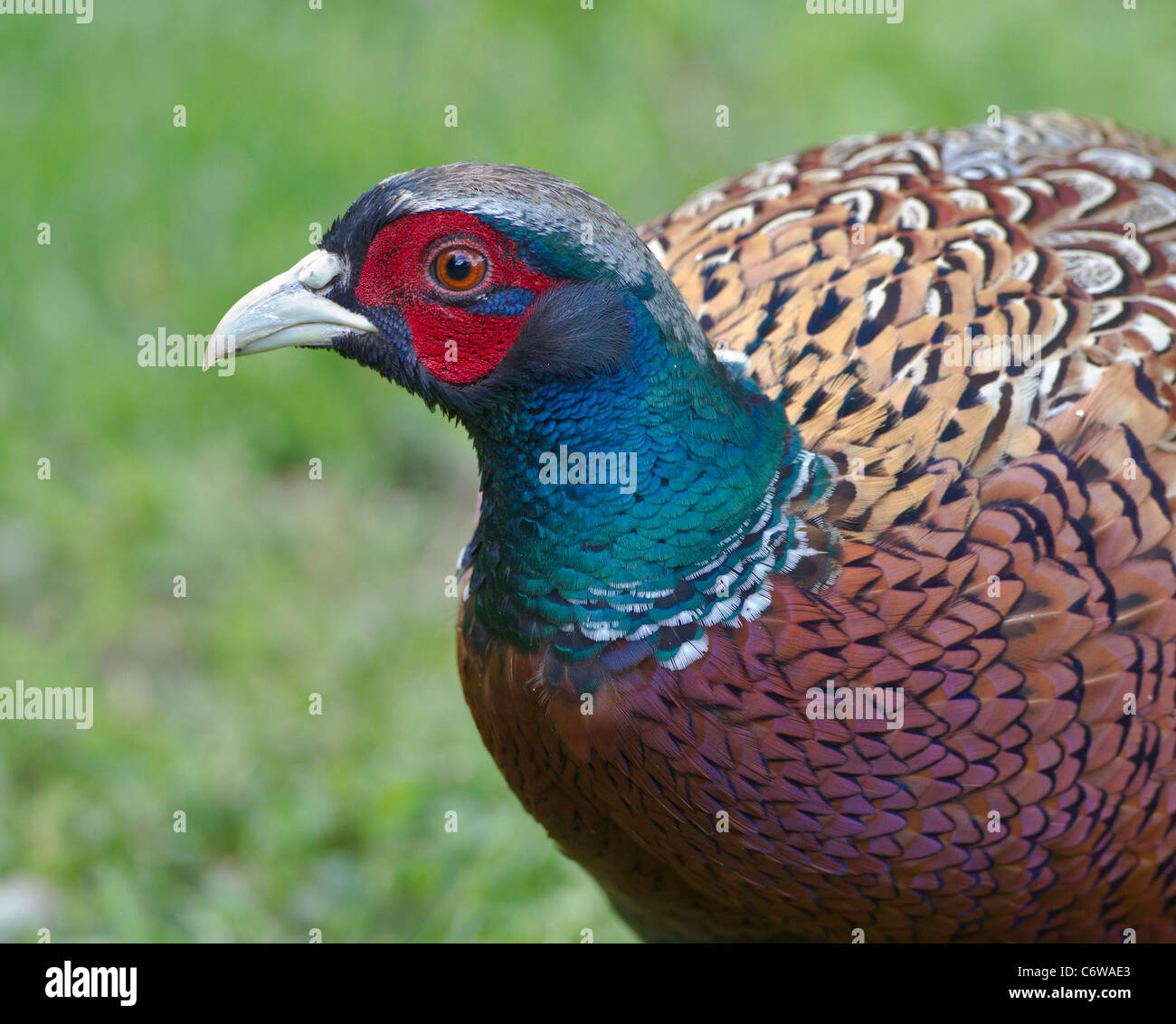 Portrait of Male Pheasant Phasianus colchicus head showing off its ...