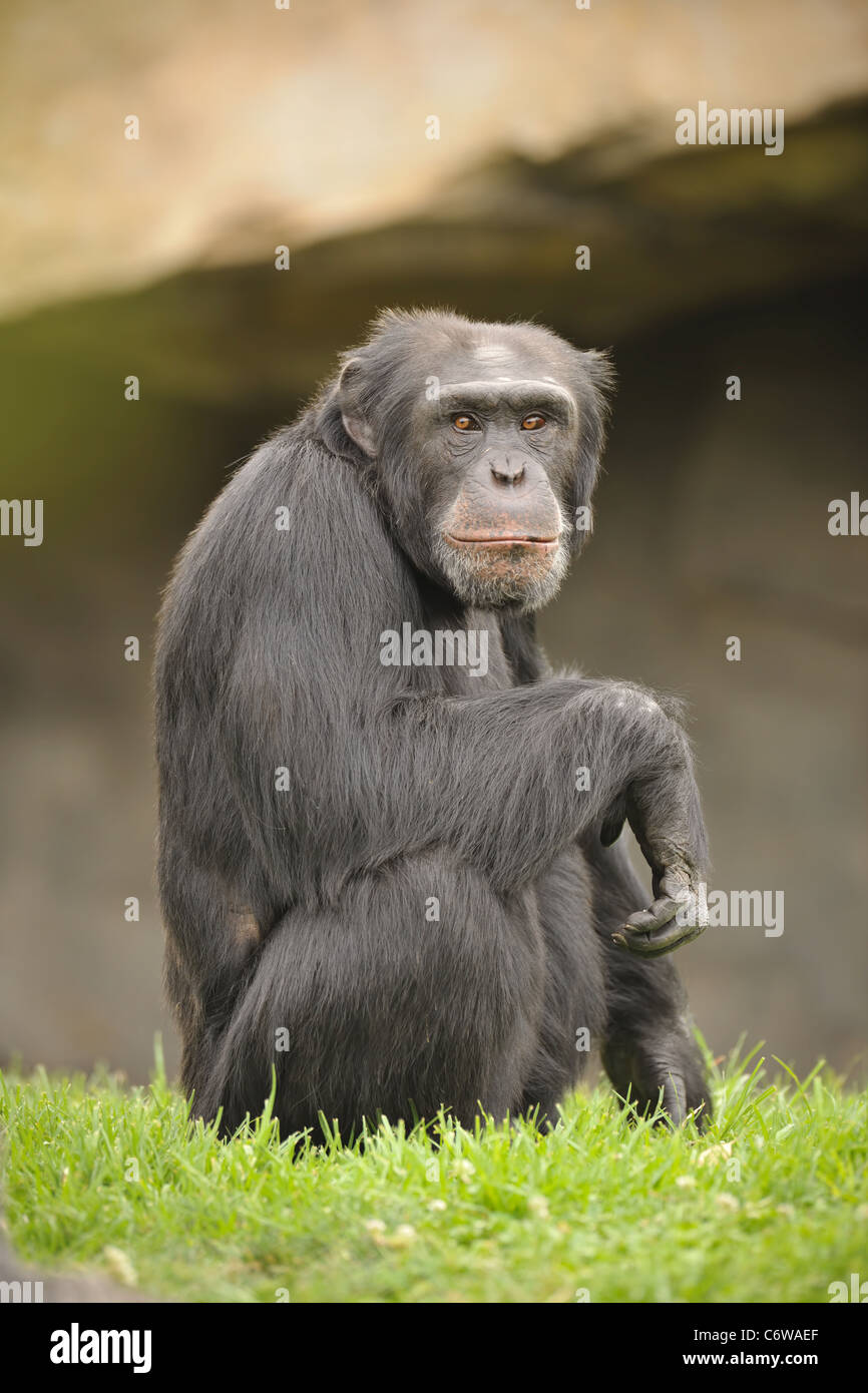 Chimpanzee wild hi-res stock photography and images - Alamy
