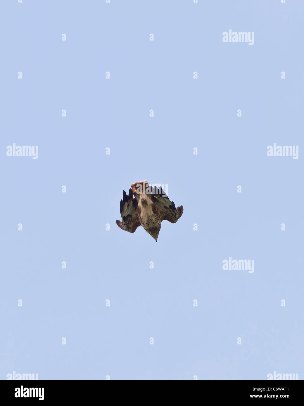 Buzzard diving hi-res stock photography and images - Alamy