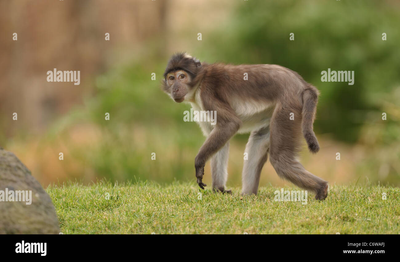 Mokey High Resolution Stock Photography and Images - Alamy