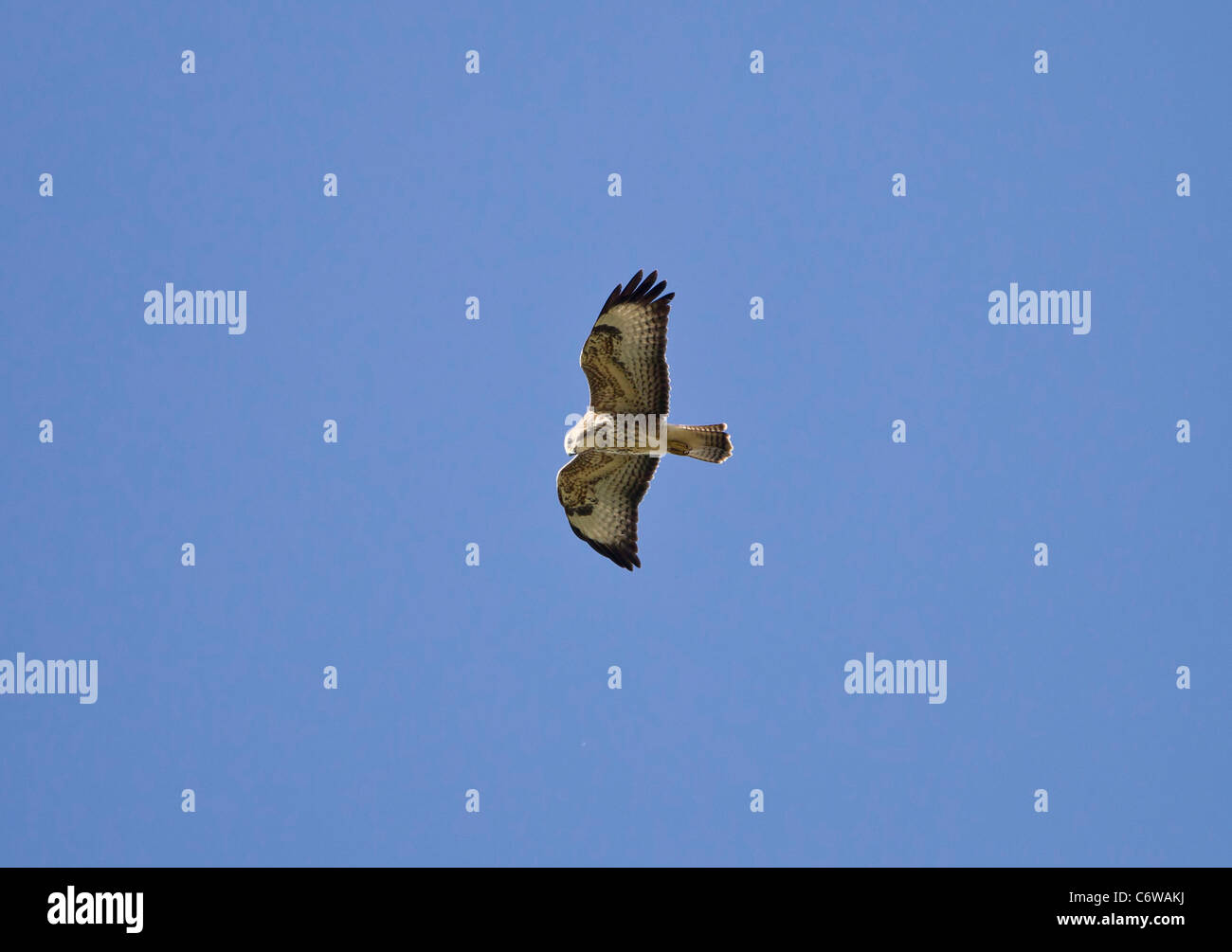 Common buzzard underwing hi-res stock photography and images - Alamy