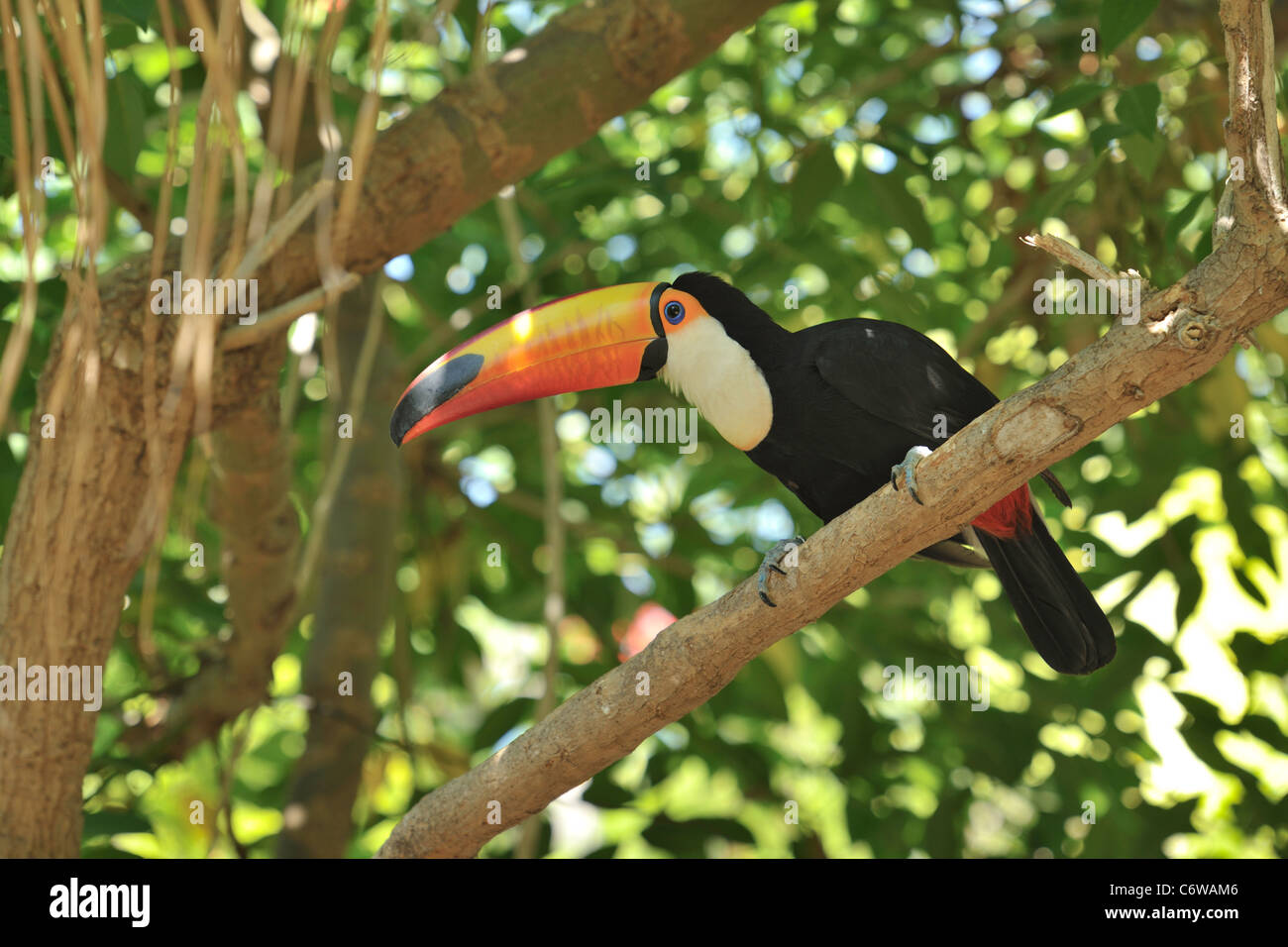Tropica bird hi-res stock photography and images - Alamy