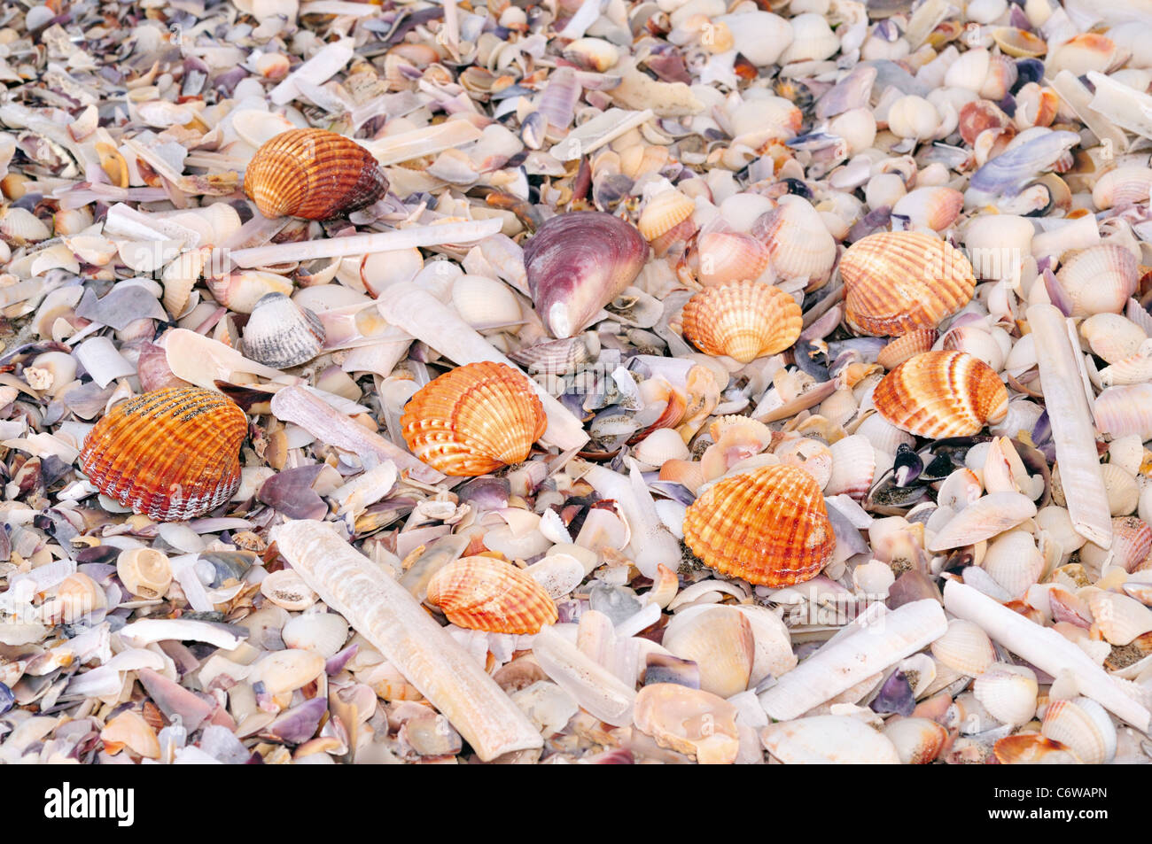 Spain, Galicia: Seashells at the beach Stock Photo - Alamy