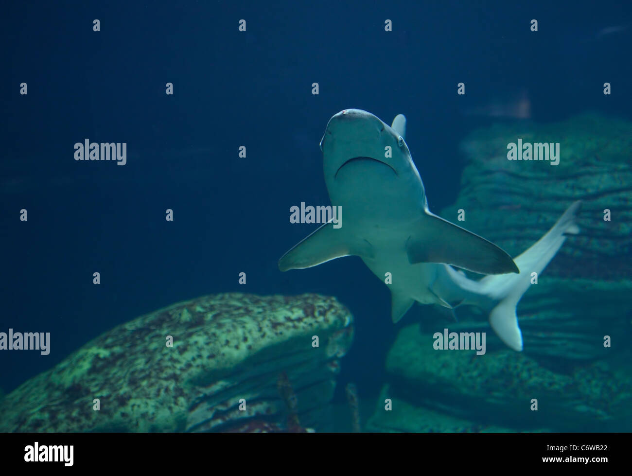 Shark water hi-res stock photography and images - Alamy