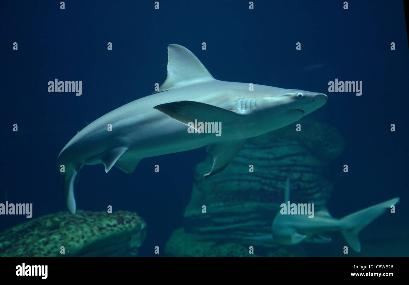 Shark water hi-res stock photography and images - Alamy