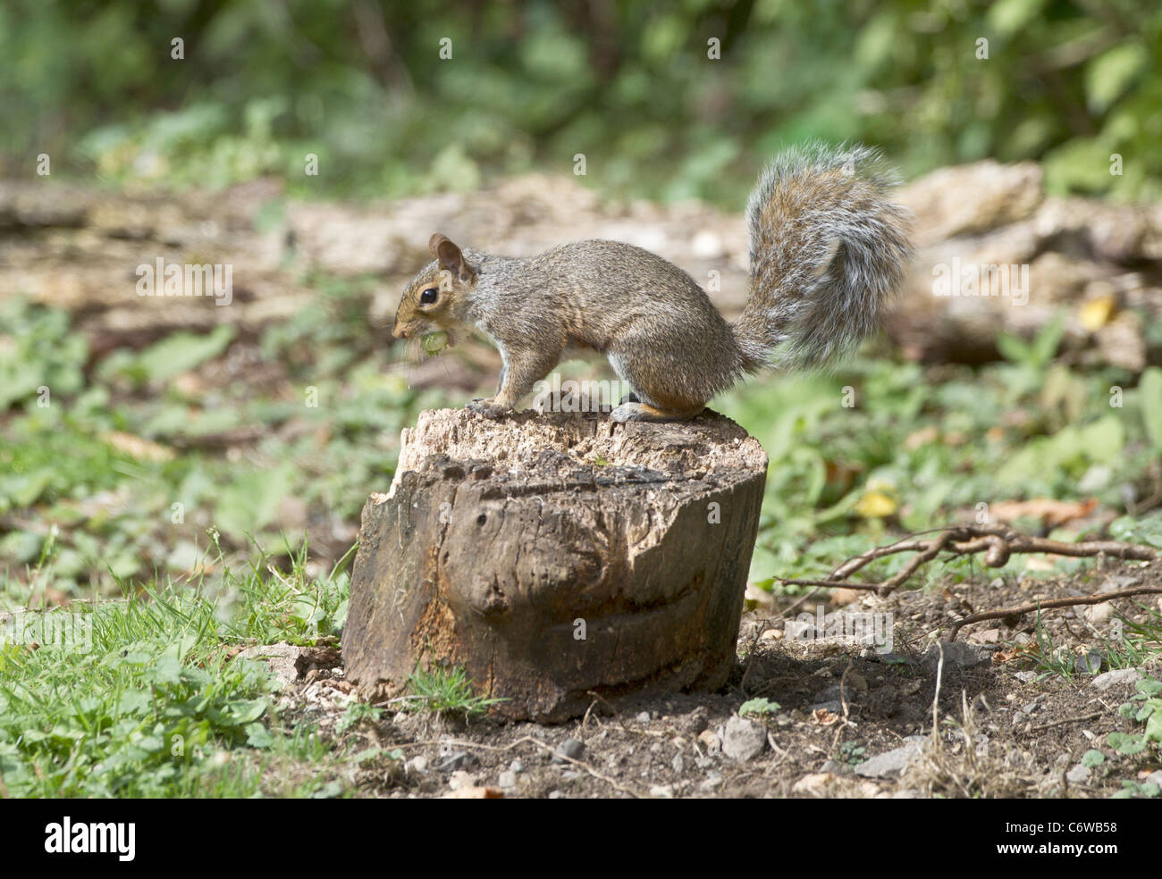 Grey squirrel gathering hazel nuts hi-res stock photography and images ...