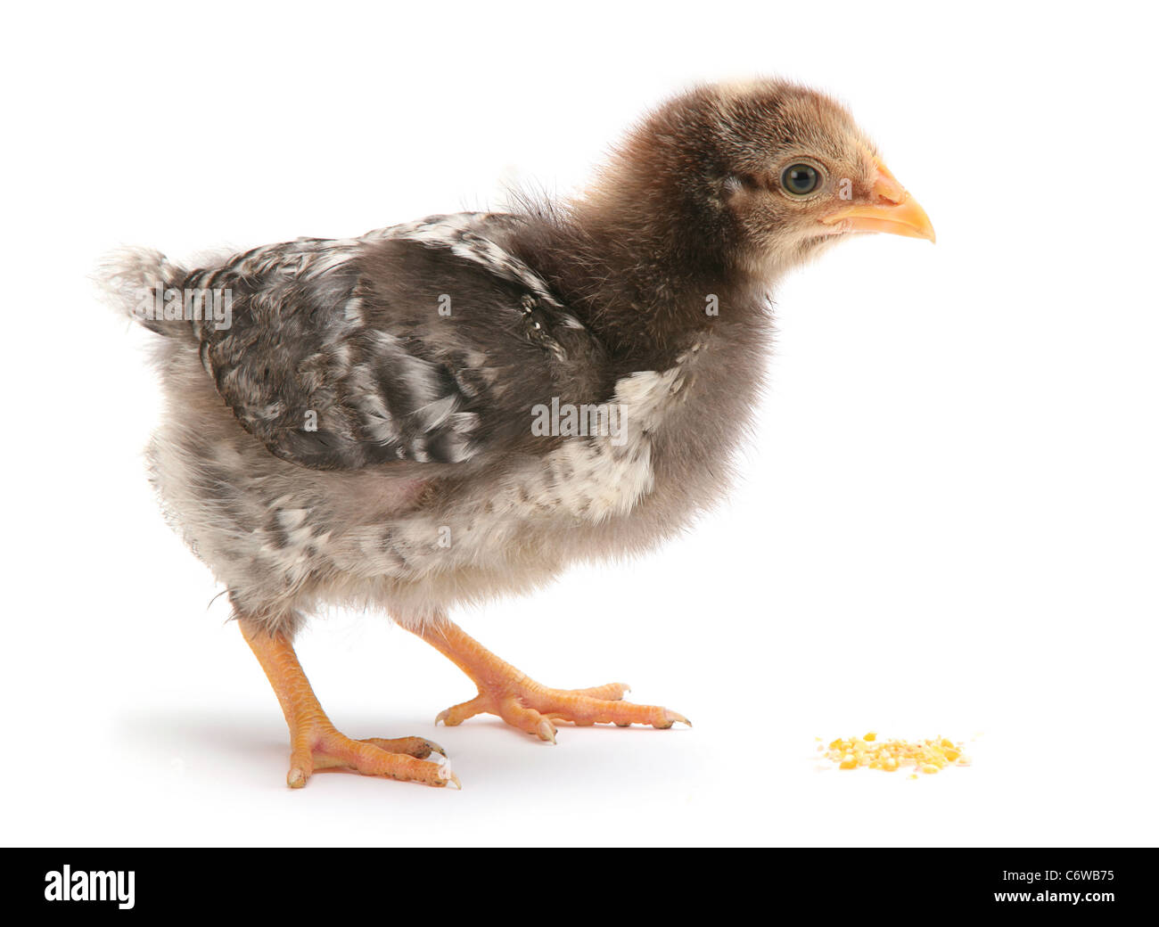Gray baby chicken eat corn on white background Stock Photo - Alamy