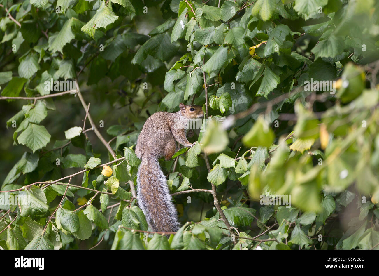 Grey Squirrel Sciurus carolinensis gathering Hazel nuts for its winter ...