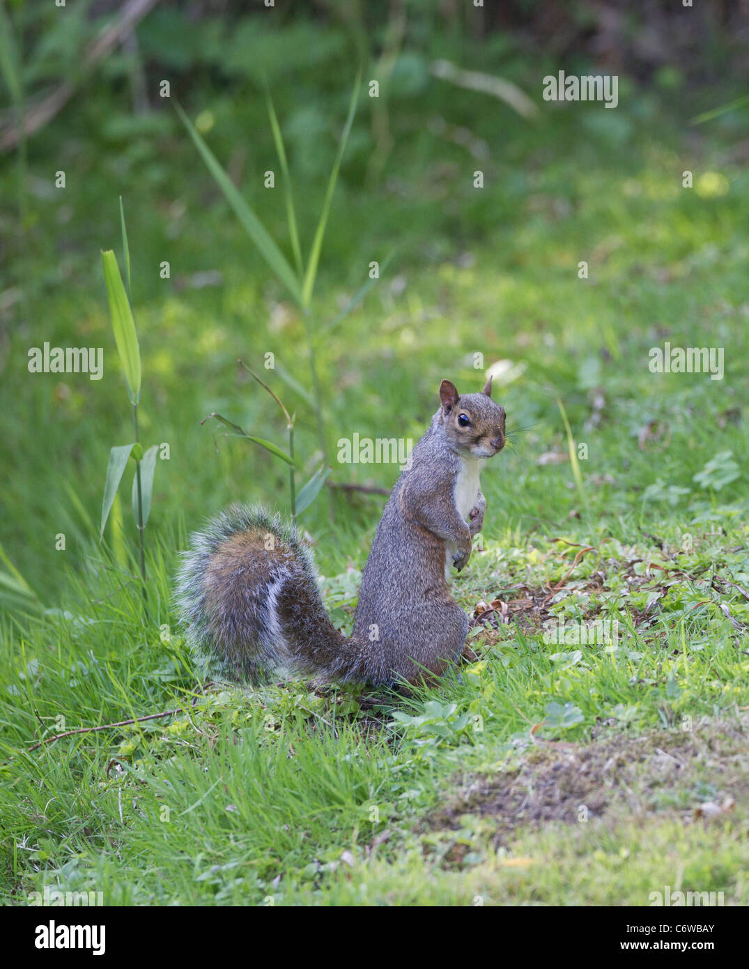 Squirrel on her back legs hi-res stock photography and images - Alamy