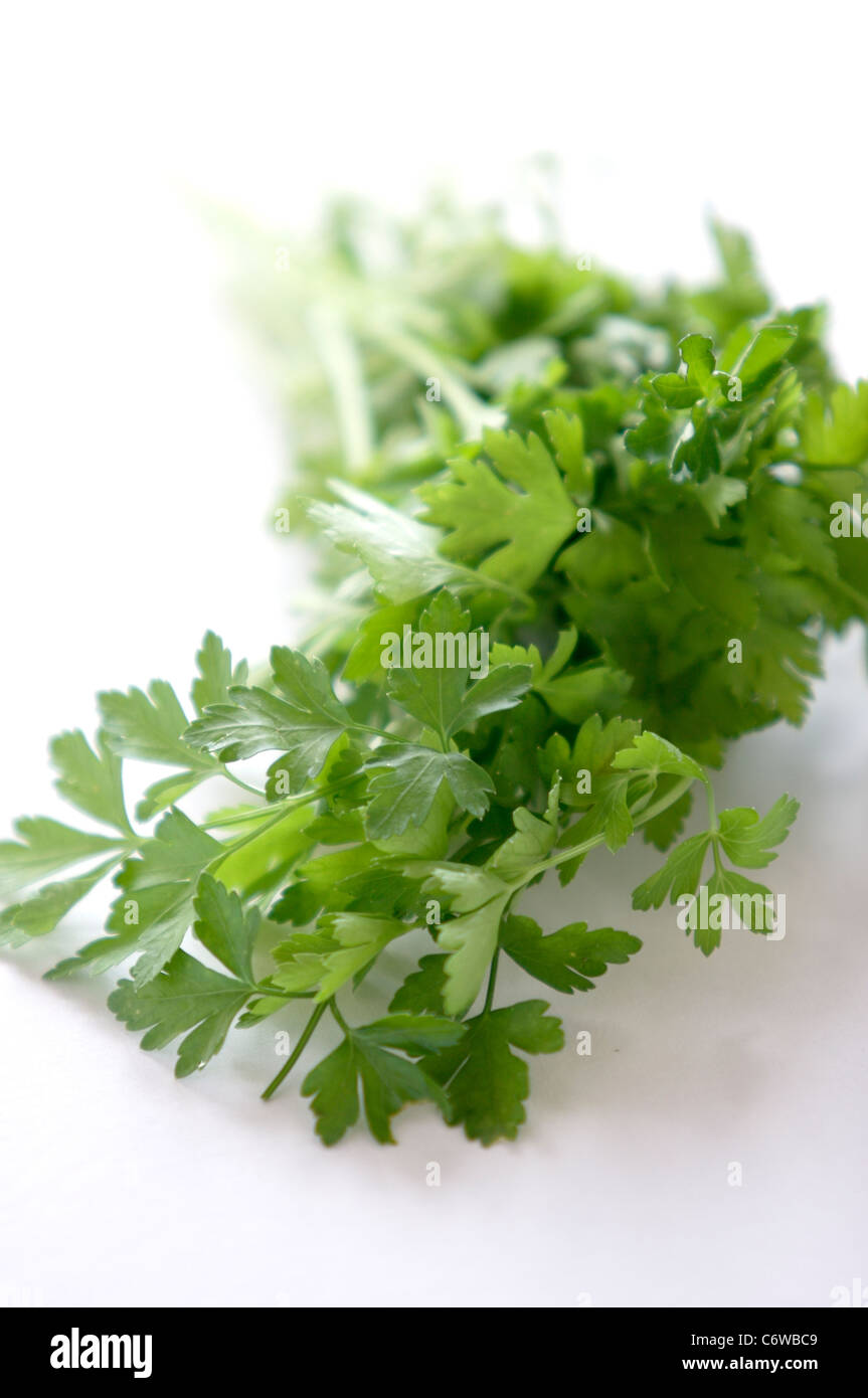 A Bunch of Flat Leaf Parsley Stock Photo - Alamy