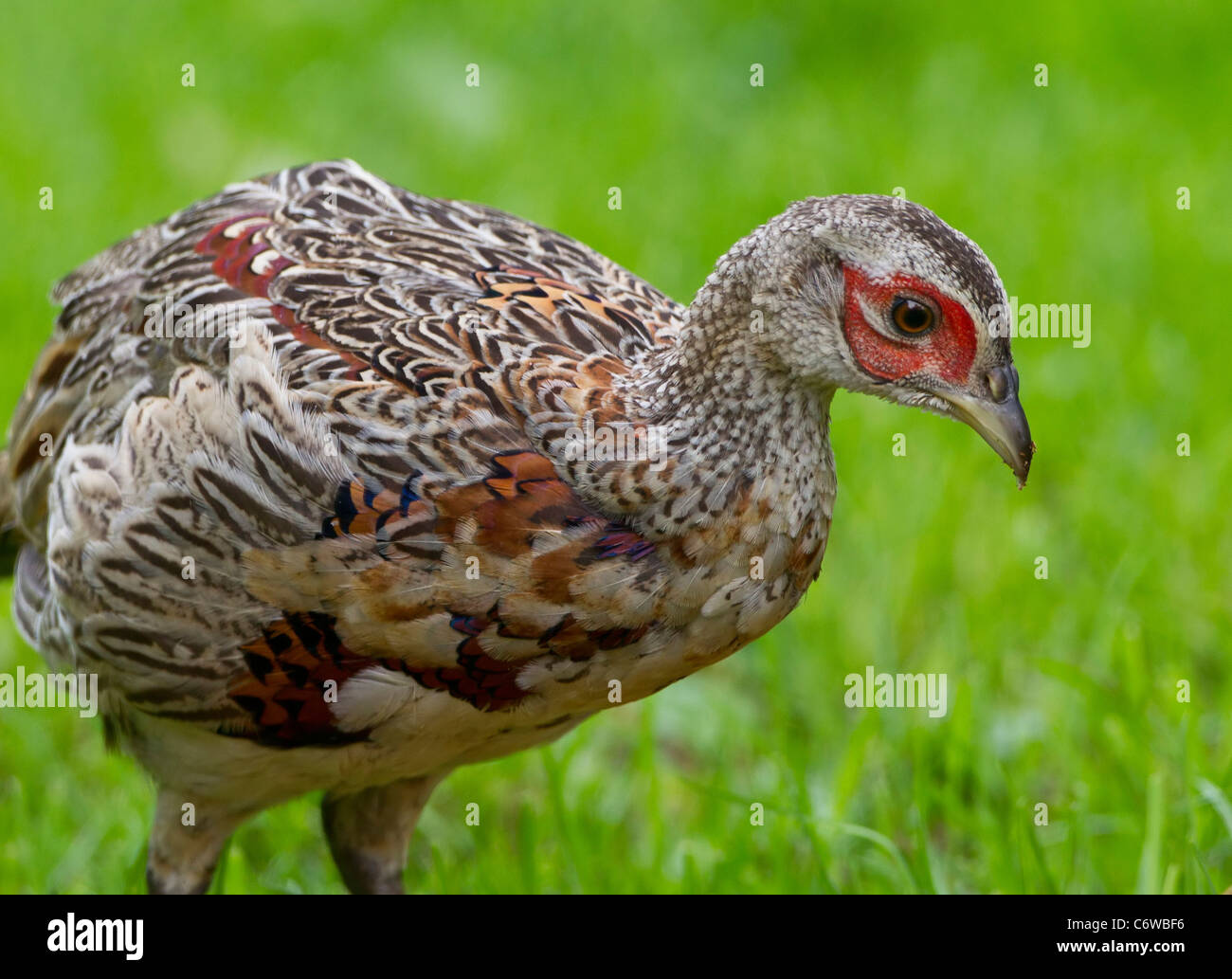 Baby Ringneck Pheasants