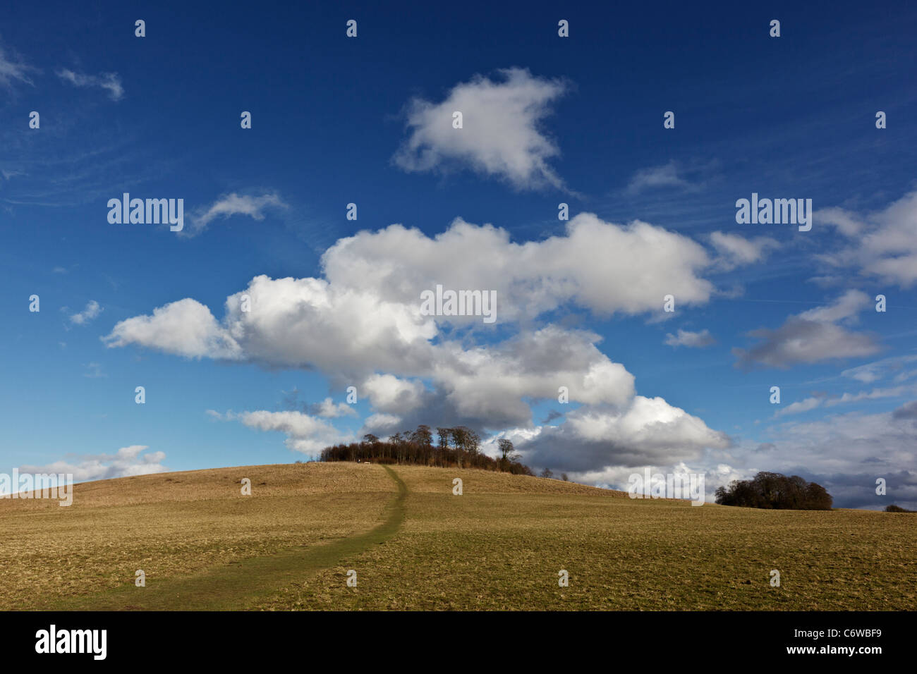 Whittenham Clumps, near Little Wittenham, Oxfordshire, England Stock ...
