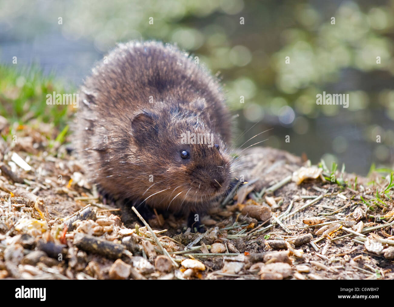 European Water Vole (arvicola amphibius Stock Photo - Alamy
