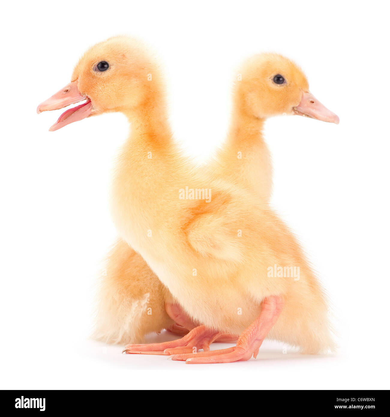 Two yellow baby duck on white background Stock Photo - Alamy