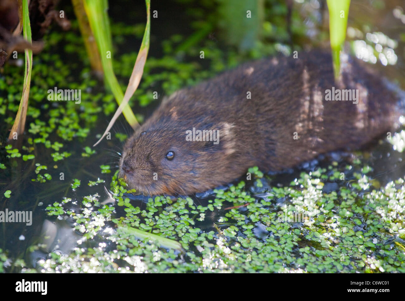 Voles arvicola hi-res stock photography and images - Alamy