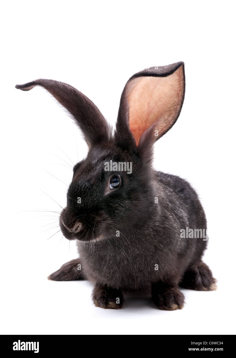 Rabbit farm animal closeup on white background Stock Photo - Alamy