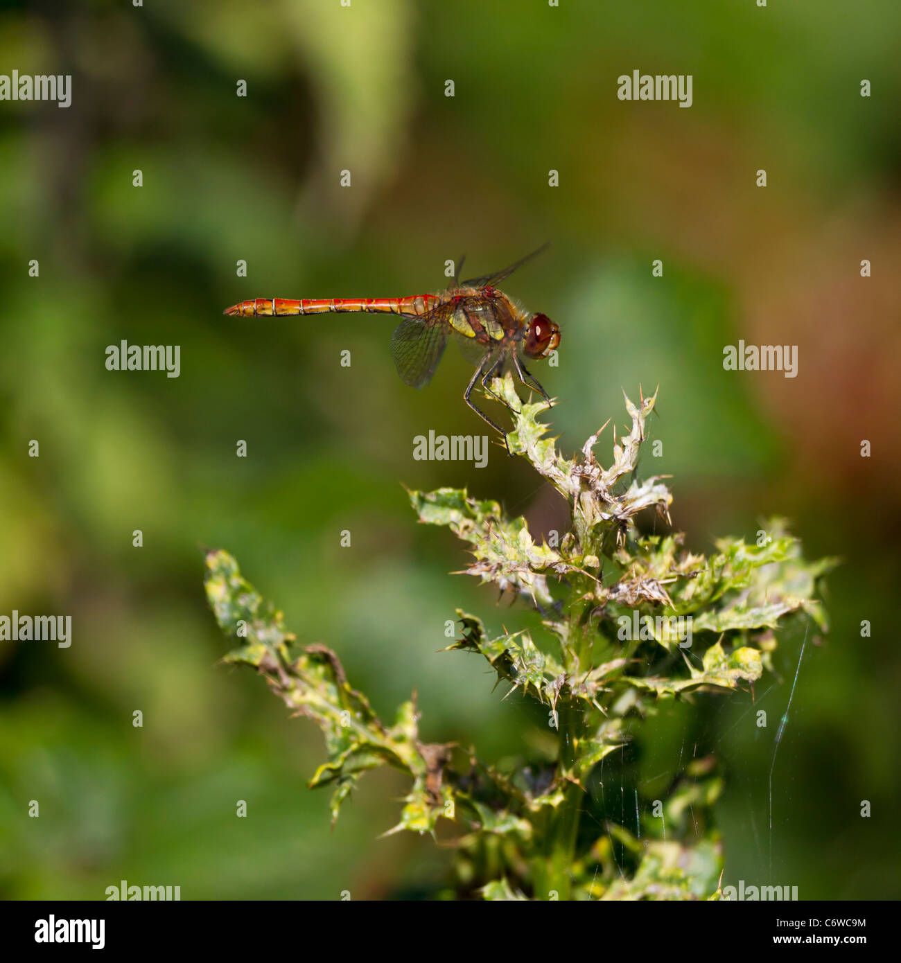 Female ruddy darter dragonfly sympetrum sanguineum hi-res stock ...