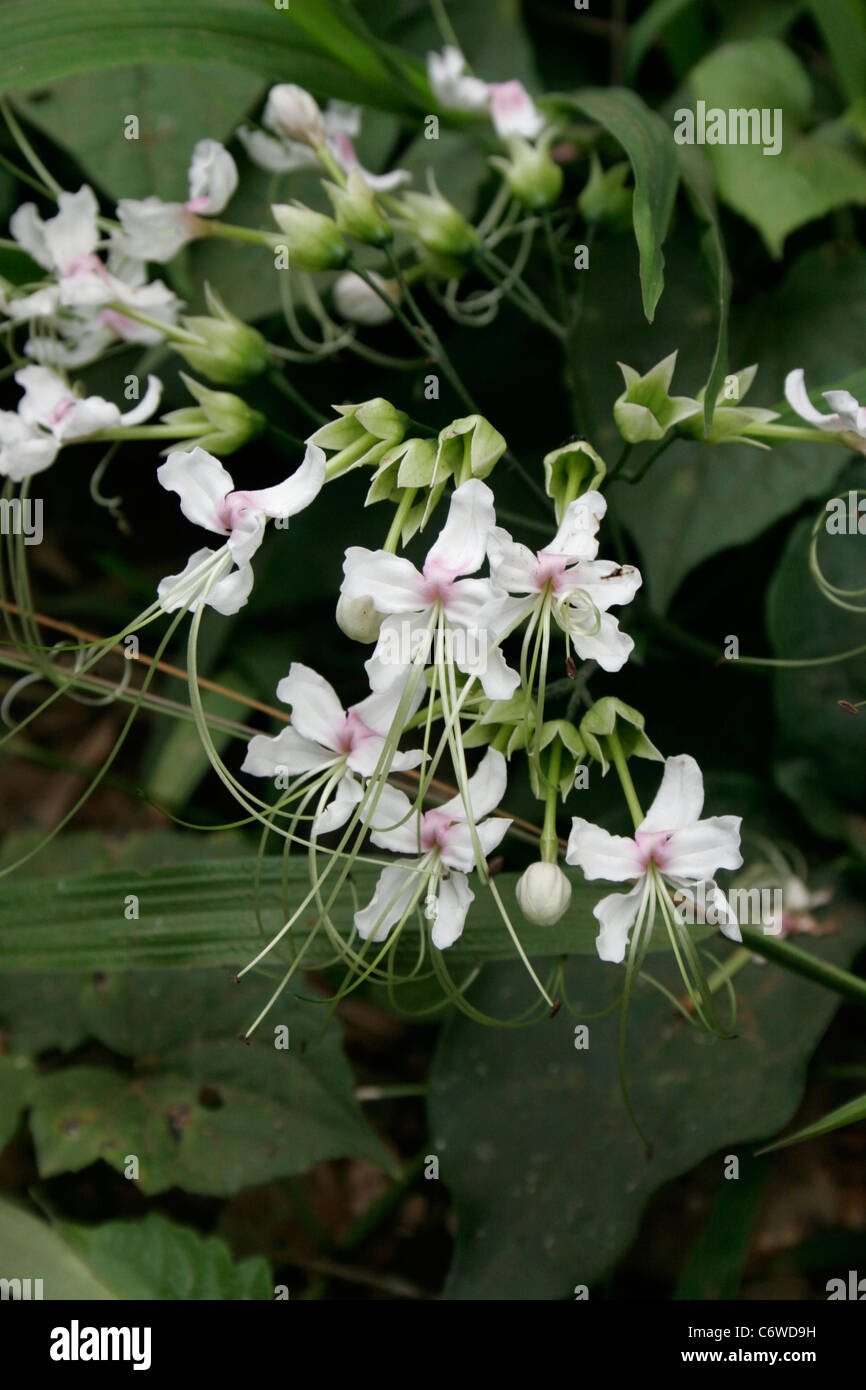 Flower (Clerodendrum scandens (umbellatum): Verbenaceae) in rainforest ...